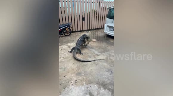 Monitor lizards wrestling over territorial fight causes damage in ...