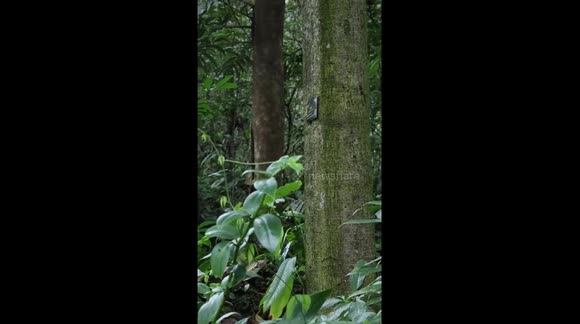 Square-shaped tree in southwest China's Yunnan - Buy, Sell or Upload ...