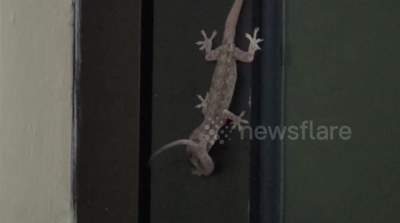 Cannibal lizard eats smaller lizard - Buy, Sell or Upload Video Content ...