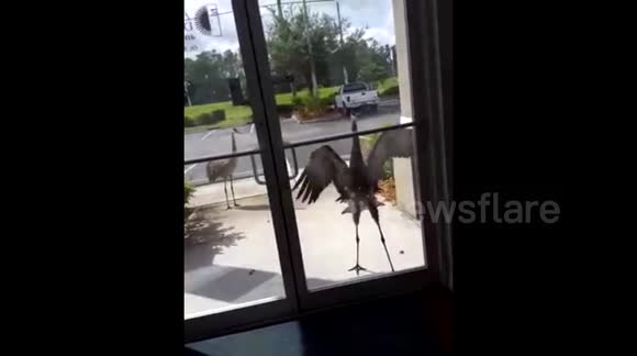 Sandhill cranes "attack" office door - Buy, Sell or Upload Video Content with Newsflare