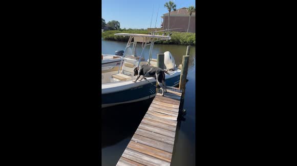 Dog's daring boat jump fail caught on camera - Buy, Sell or Upload ...