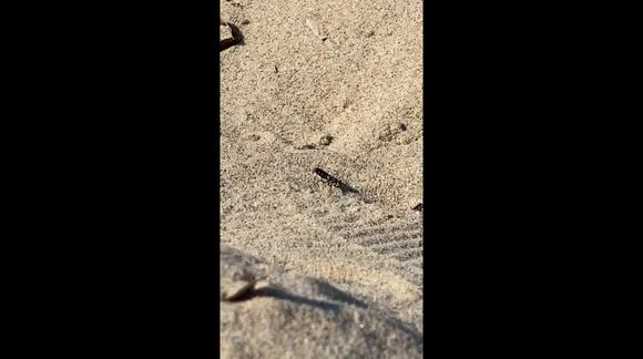 Crazy Sand-Digging Bug Caught in Action - This Nature's Little ...