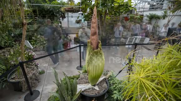 Stunning timelapse footage shows corpse flower blooming after eight ...
