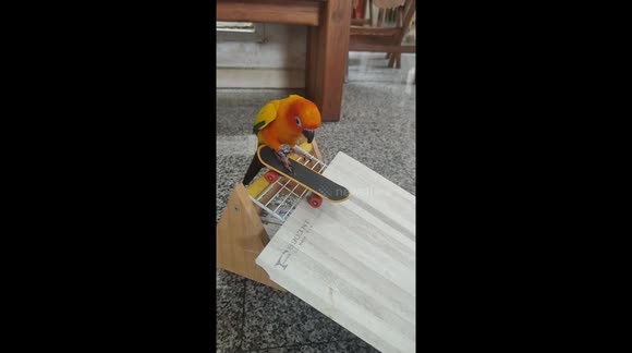 Pet parrot learns how to 'drop in' on skateboard ramp - Buy, Sell or ...