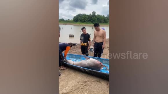 Fisherman poses with 200kg Mekong giant catfish caught in Thailand - Buy, Sell or Upload Video ...