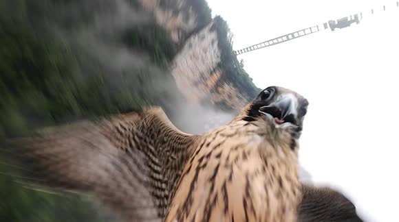 Peregrine falcon attacks drone during routine inspection at China’s ...