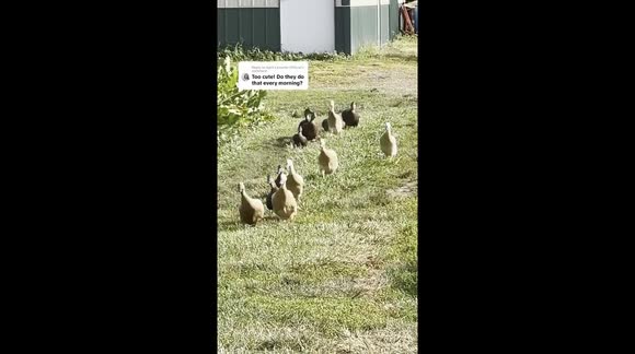 Morning duck waddle becomes viral sensation hitting over 1 million ...