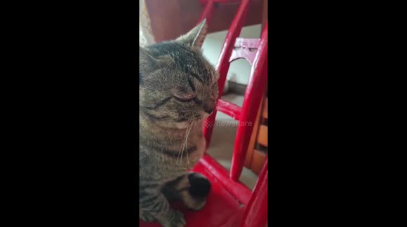 Cat named Mimi stung by a bee in China - Buy, Sell or Upload Video ...