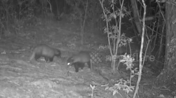 Two adorable Asian badgers playfully wrestle in front of camera trap ...