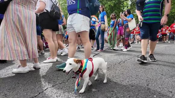 Cute dogs attending this years Pride Parade in London - Buy, Sell or ...