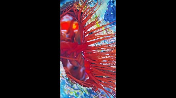 Welcome to the electric factory: Shellfish shoots light underwater ...