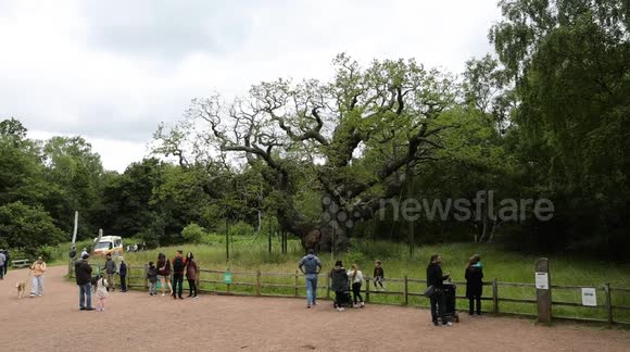 Online conspiracy theorists blasted for fake Robin Hood tree death ...