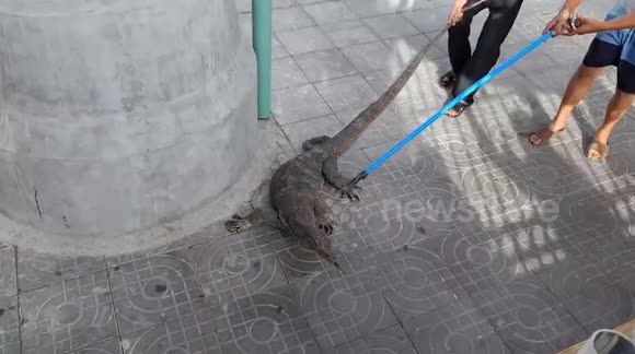 Mammoth monitor lizard caught trying to enter security guard's booth ...