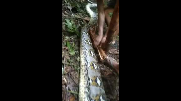 A housewife in Indonesia was killed by a 10 meter long python in Luwu ...
