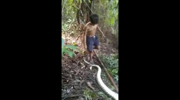 A housewife in Indonesia was killed by a 10 meter long python in Luwu ...