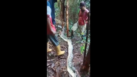 Tragically, another housewife in Indonesia was killed by a 10 meter ...