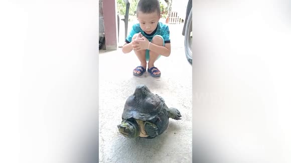 Turtle has bizarre lump like a mountain on its shell - Buy, Sell or ...