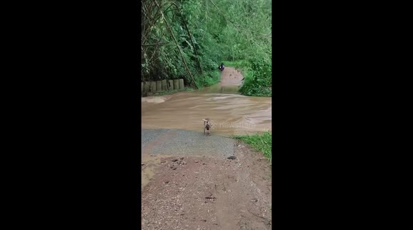 Dog swept away by swollen river emerges safely downstream - Buy, Sell ...