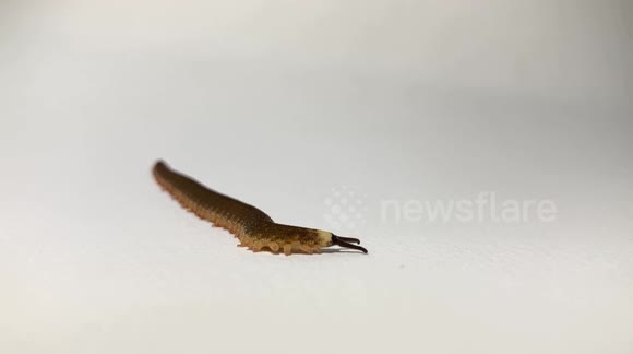 Ecuador: New Velvet Worm Species Discovered in Ecuadorian Amazon After ...