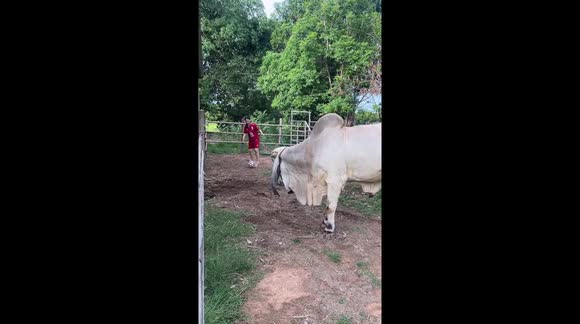 Jude Bull-ingham! Farm animal shows off his football skills - Buy, Sell ...