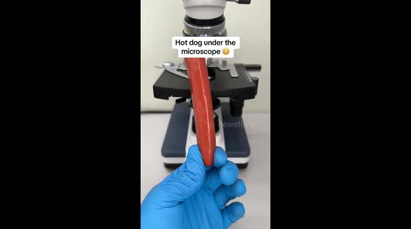 Here's what hotdog meat looks like under a microscope - Buy, Sell or ...