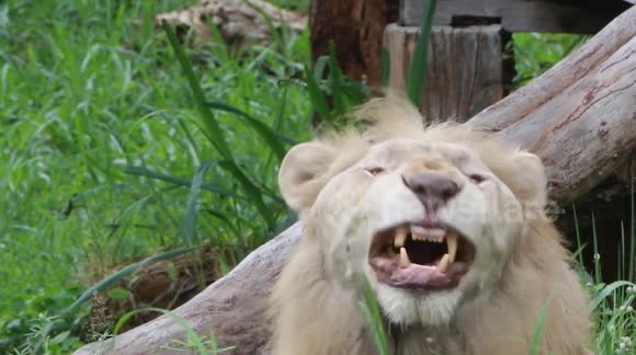 Psychic lion predicts England will LOSE to the Netherlands in Euro 2024 ...