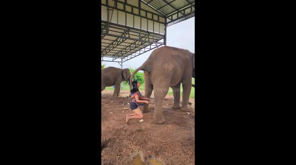 Woman shows off party trick of catching elephant dung dropping from ...