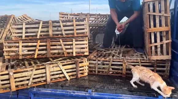 Outrage as illegal traders release cats on Chinese overpass, leading to ...