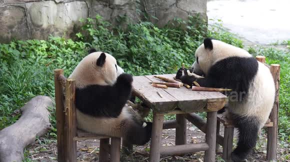 China: Two Giant Pandas Eating Bamboo at Chongqing Zoo - Buy, Sell or ...