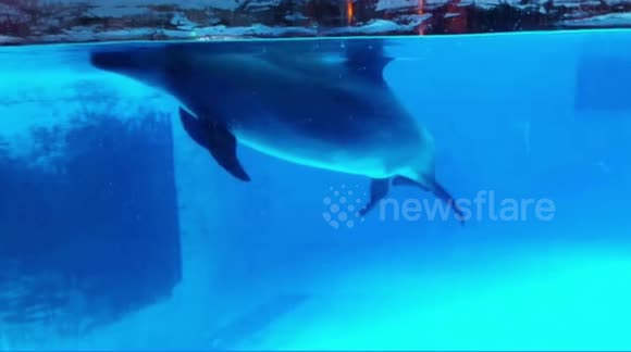 First dolphin baby born naturally in artificial breeding environment in ...