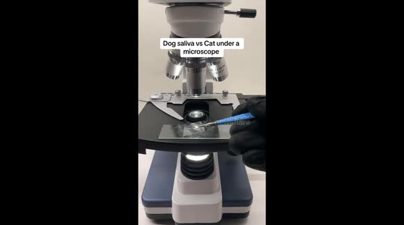 Viral video with 22 million views shows dog and cat saliva under ...