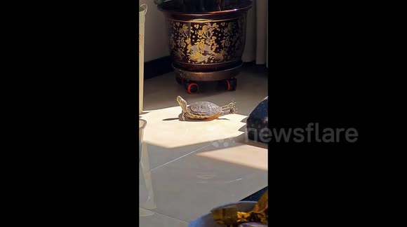 Hilarious moment as pet tortoise stretches limbs to enjoy sunbath in ...