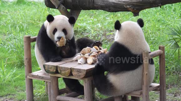 China: Giant Pandas Eat at Chongqing Zoo - Buy, Sell or Upload Video ...