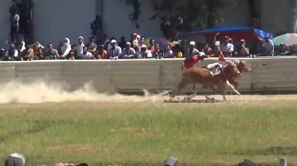 Unique tradition of cow racing in Indonesia, adrenaline pumping on a ...