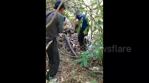 Dramatic Evacuation Of A Large 7 Meter Long Python That Was Trapped In ...