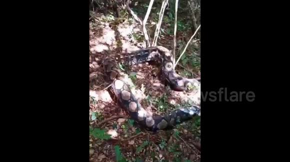Dramatic Evacuation Of A Large 7 Meter Long Python That Was Trapped In ...