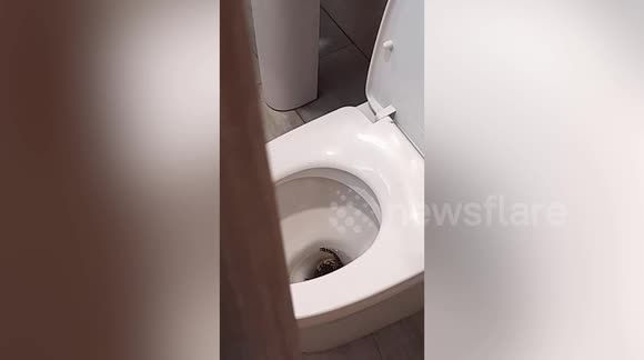 Family horrified to find wild monitor lizard in their toilet - Buy ...