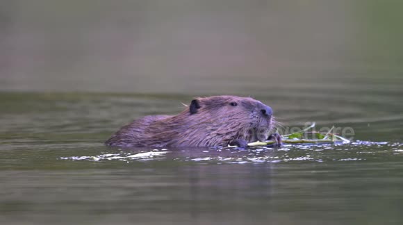 A North American Beaver Feeds on The Bark of a Branch - Buy, Sell or ...