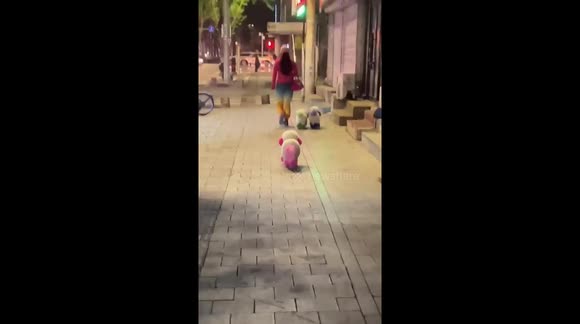 Trio of brightly dyed dogs turn heads in China - Buy, Sell or Upload ...