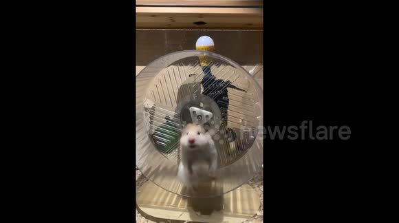 China: Hamster-Powered Generator Lights Up the Night - Buy, Sell or ...