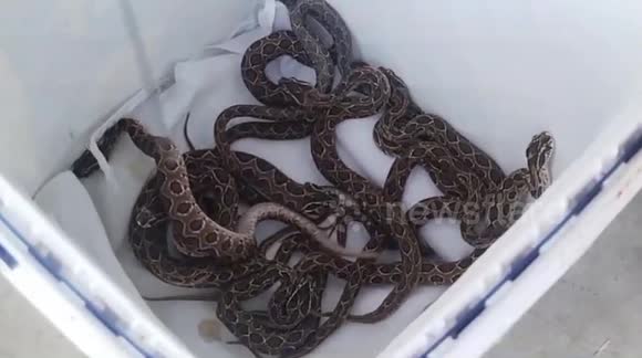 World's most venomous snake births 35 snakelets in central India - Buy ...