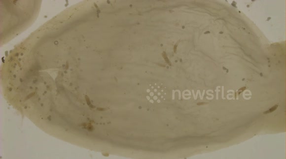 Japan: Eco-Friendly Treatment Saves Squid Eggs from Deadly Parasite ...