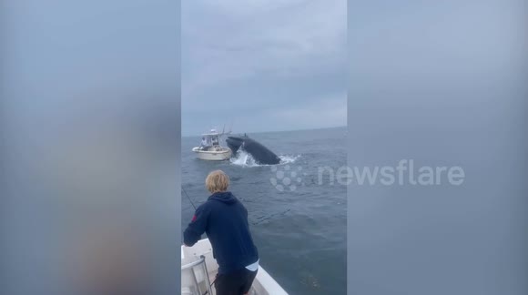 Terrifying moment breaching whale capsizes boat off New Hampshire coast ...
