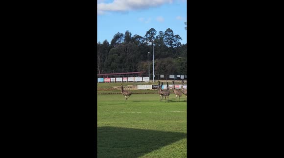 Emus Interrupt Game of Australian Football - Buy, Sell or Upload Video ...