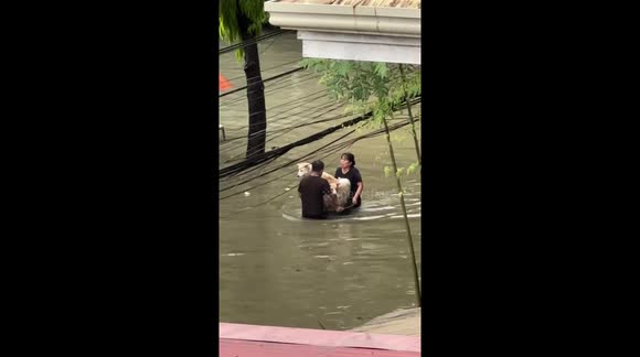 Three pet dogs carried to safety through typhoon floods in the ...