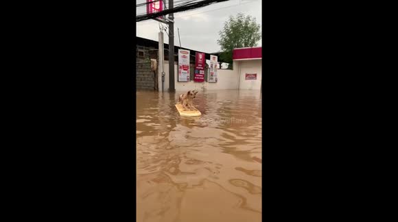 Two dogs drift on plastic amid typhoon Gaemi flooding in Cainta, Rizal ...