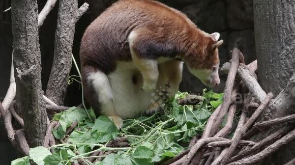 United States: Matschie’s Tree Kangaroo Joey Charms Visitors at Bronx ...
