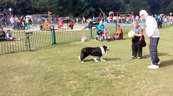 Dog With Amazing Ball Control Skills - Mote Park Maidstone - Buy, Sell ...