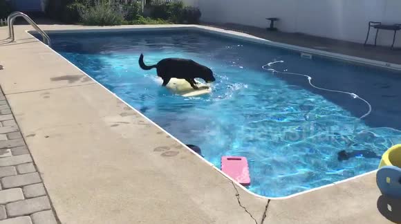 Dog has amazing skills riding a bodyboard - Buy, Sell or Upload Video ...