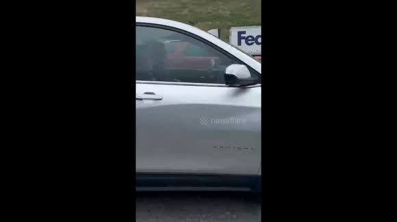 Good Samaritan and state trooper help ducks cross I-91 in Hartford amid ...